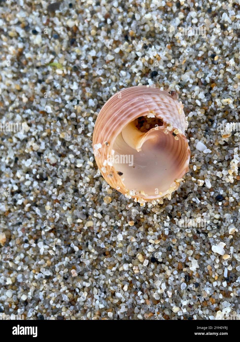 Channeled Basket Snail (Caesia fossata Stock Photo - Alamy