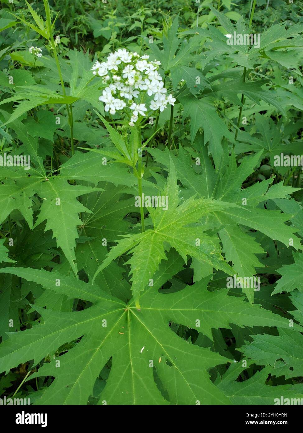 Glade Mallow (Napaea dioica Stock Photo - Alamy