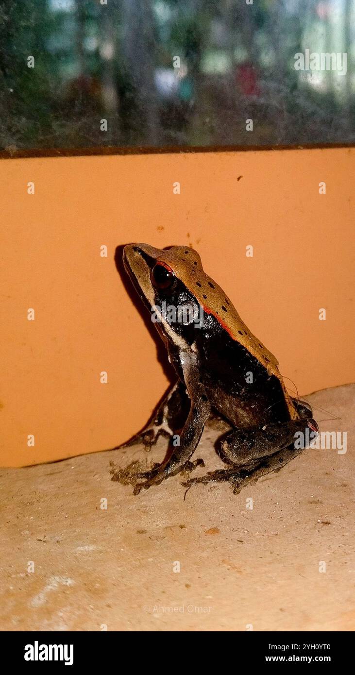 Curtipes hi-res stock photography and images - Alamy