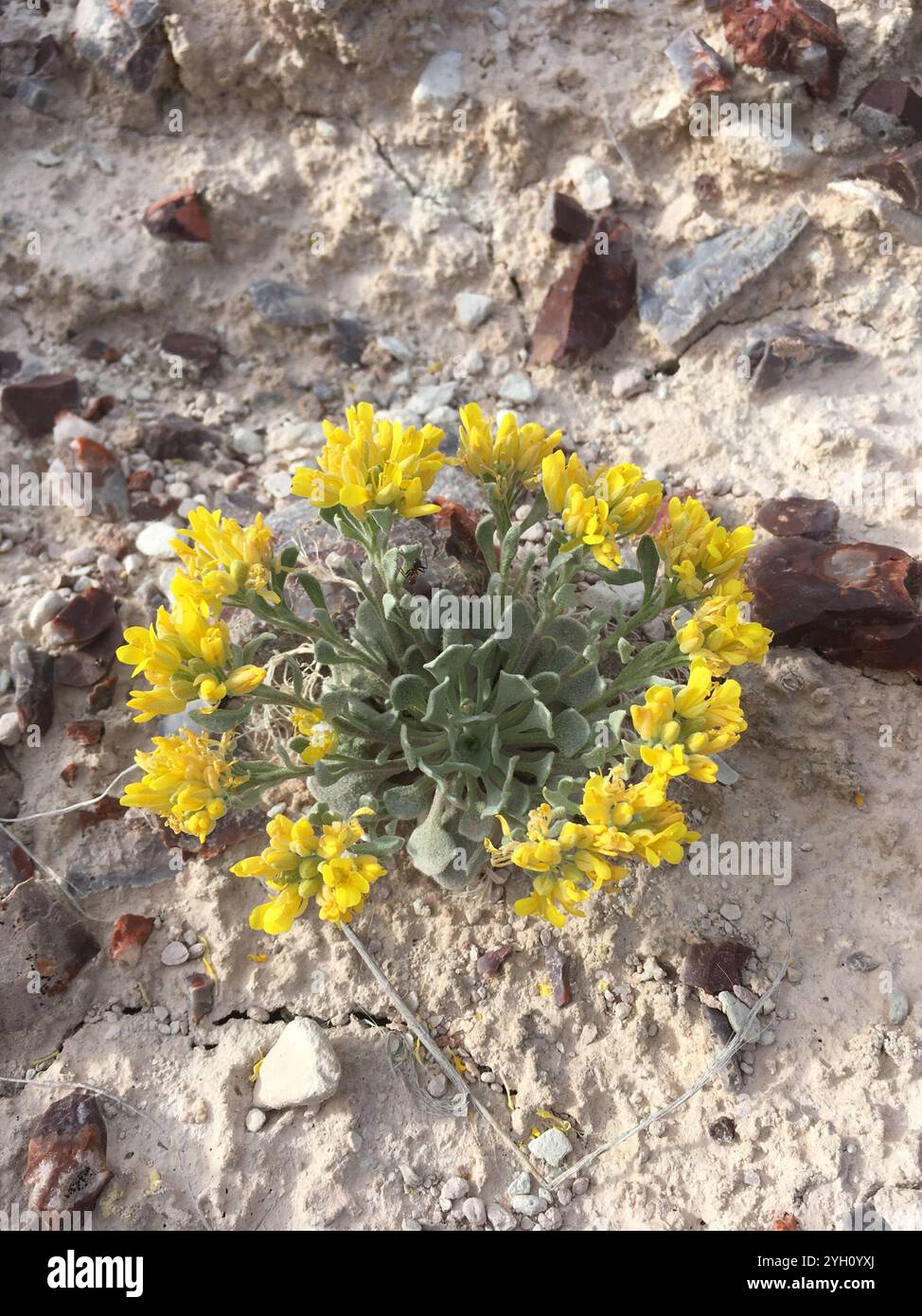(Physaria didymocarpa lanata Stock Photo - Alamy