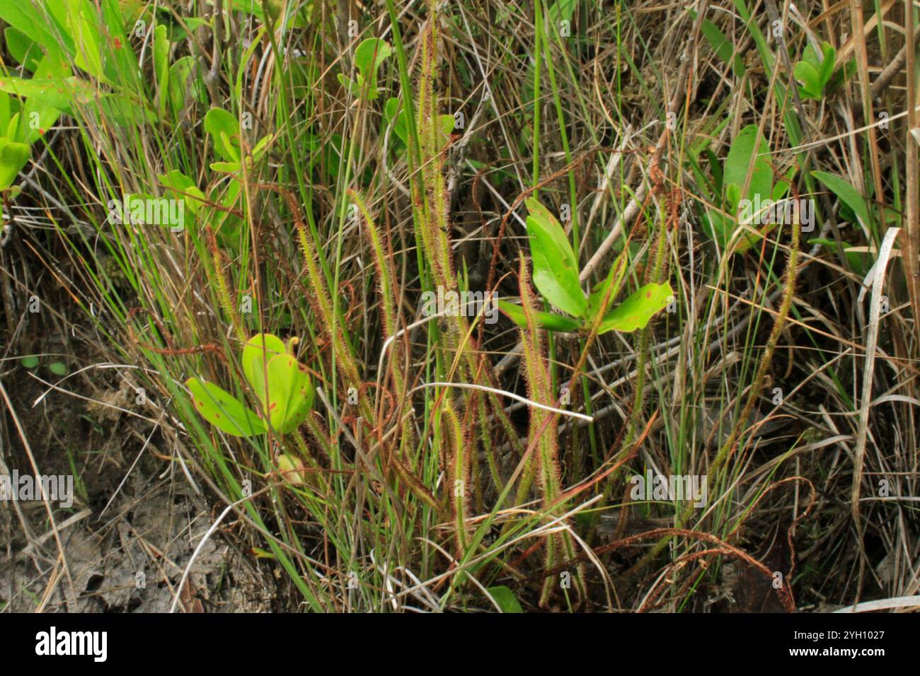 Northern Threadleaf Sundew (Drosera filiformis filiformis Stock Photo ...