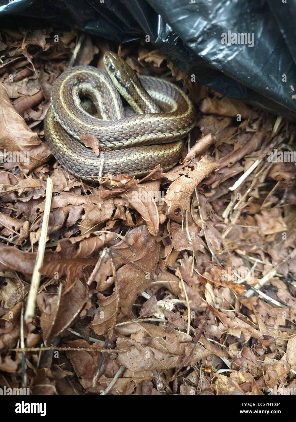 Northwestern Garter Snake (Thamnophis ordinoides Stock Photo - Alamy