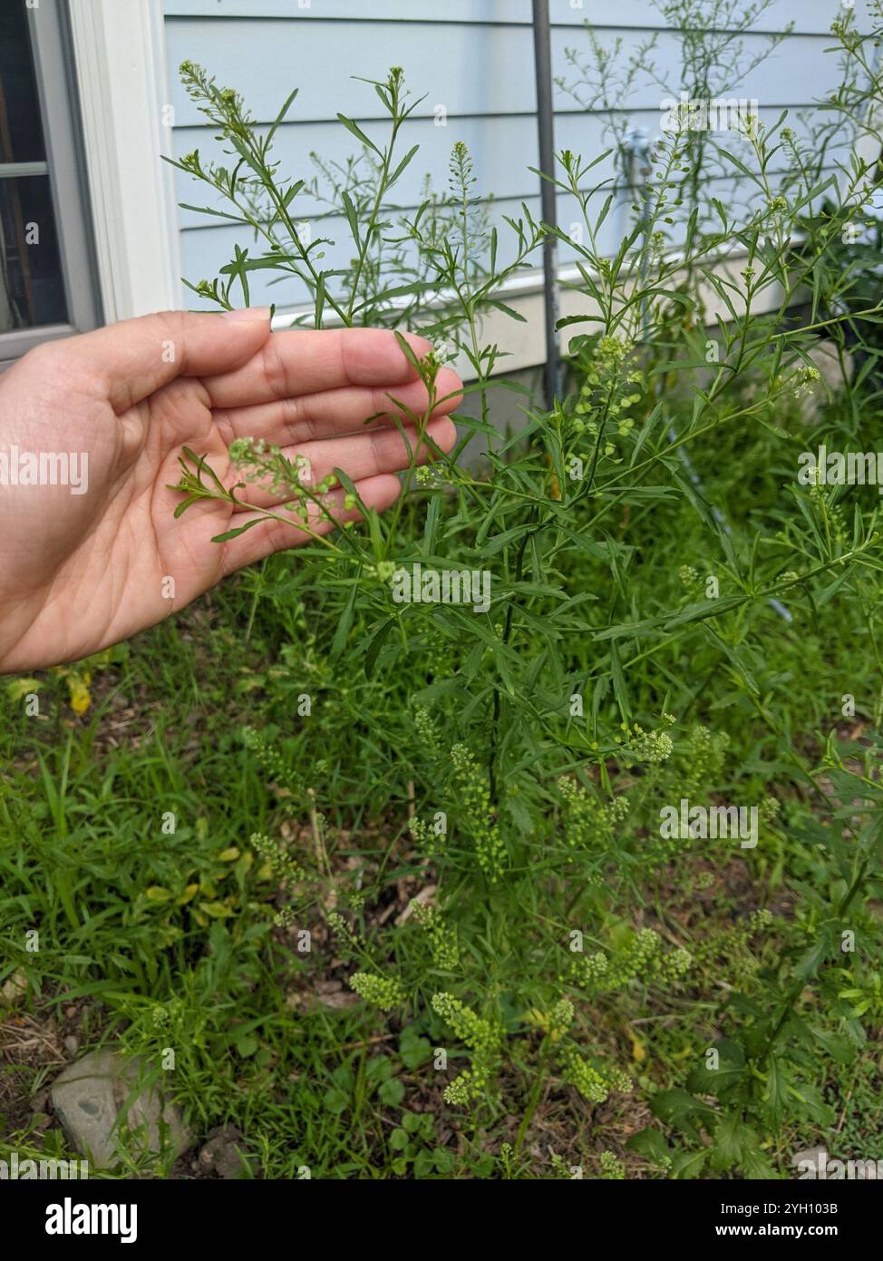 Virginia pepperweed (Lepidium virginicum Stock Photo - Alamy