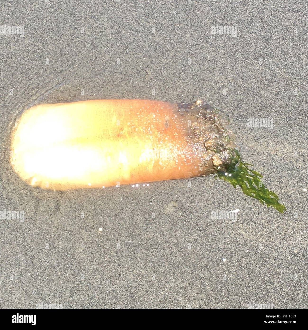 Pacific geoduck hi-res stock photography and images - Alamy