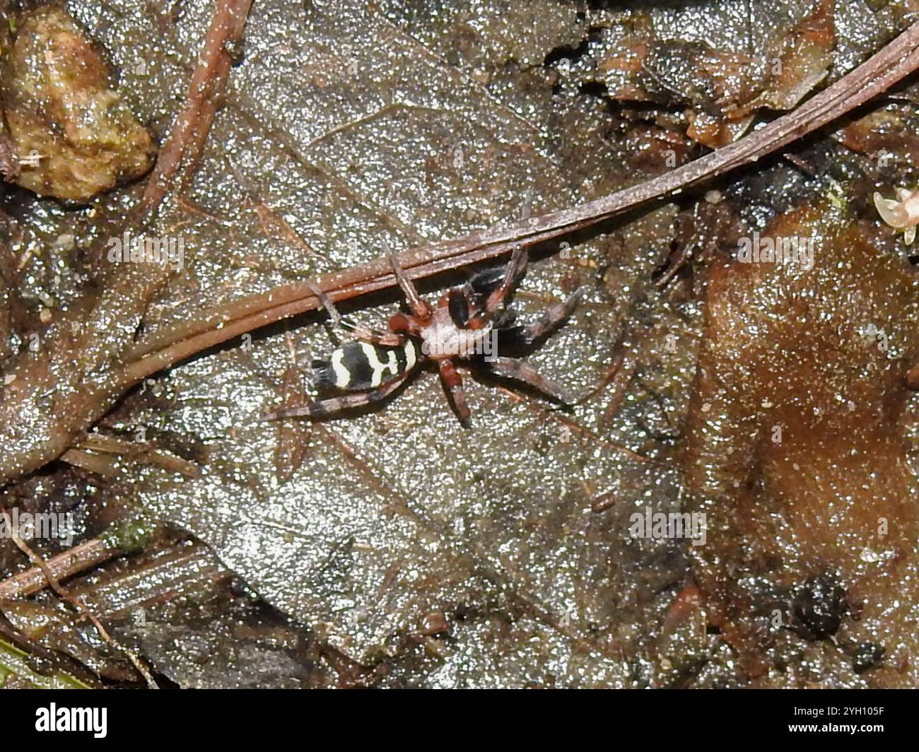 Variegated Ground Spider (Sergiolus capulatus Stock Photo - Alamy