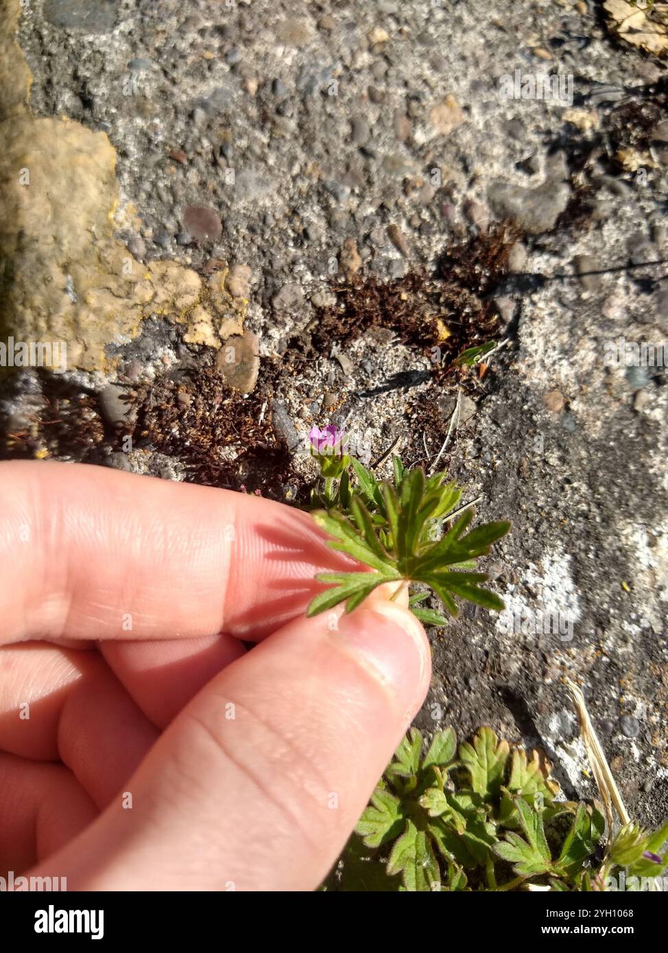 Cut-leaved crane's-bill (Geranium dissectum Stock Photo - Alamy