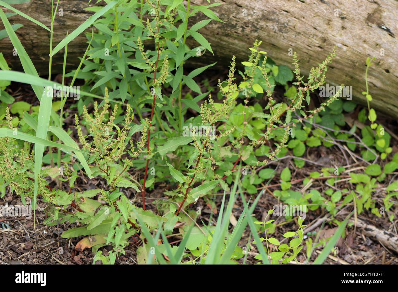 Clustered Dock (Rumex conglomeratus Stock Photo - Alamy