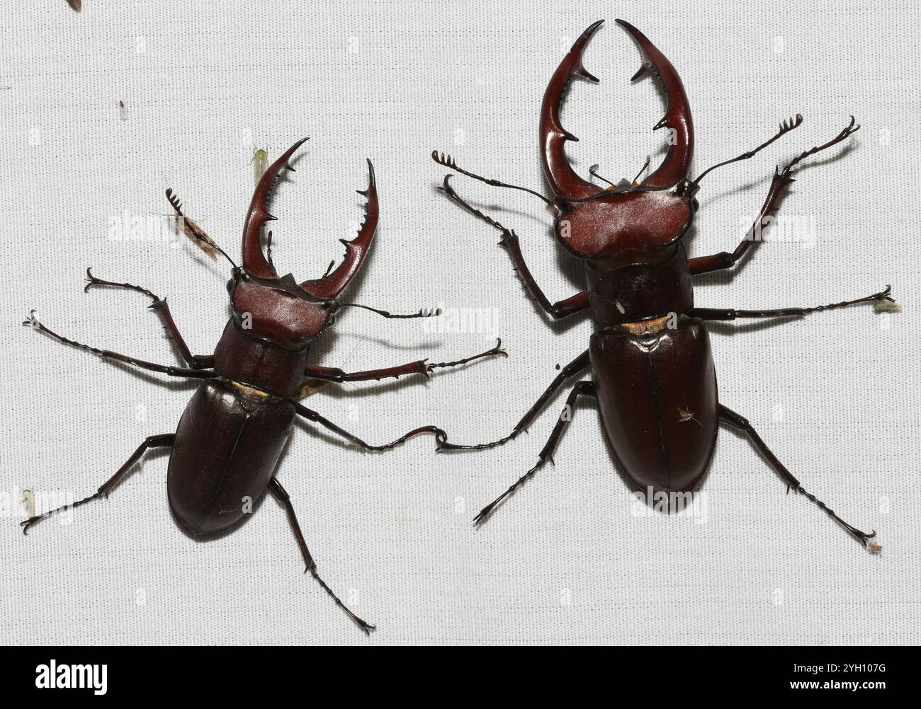 Giant Stag Beetle (Lucanus elaphus Stock Photo - Alamy