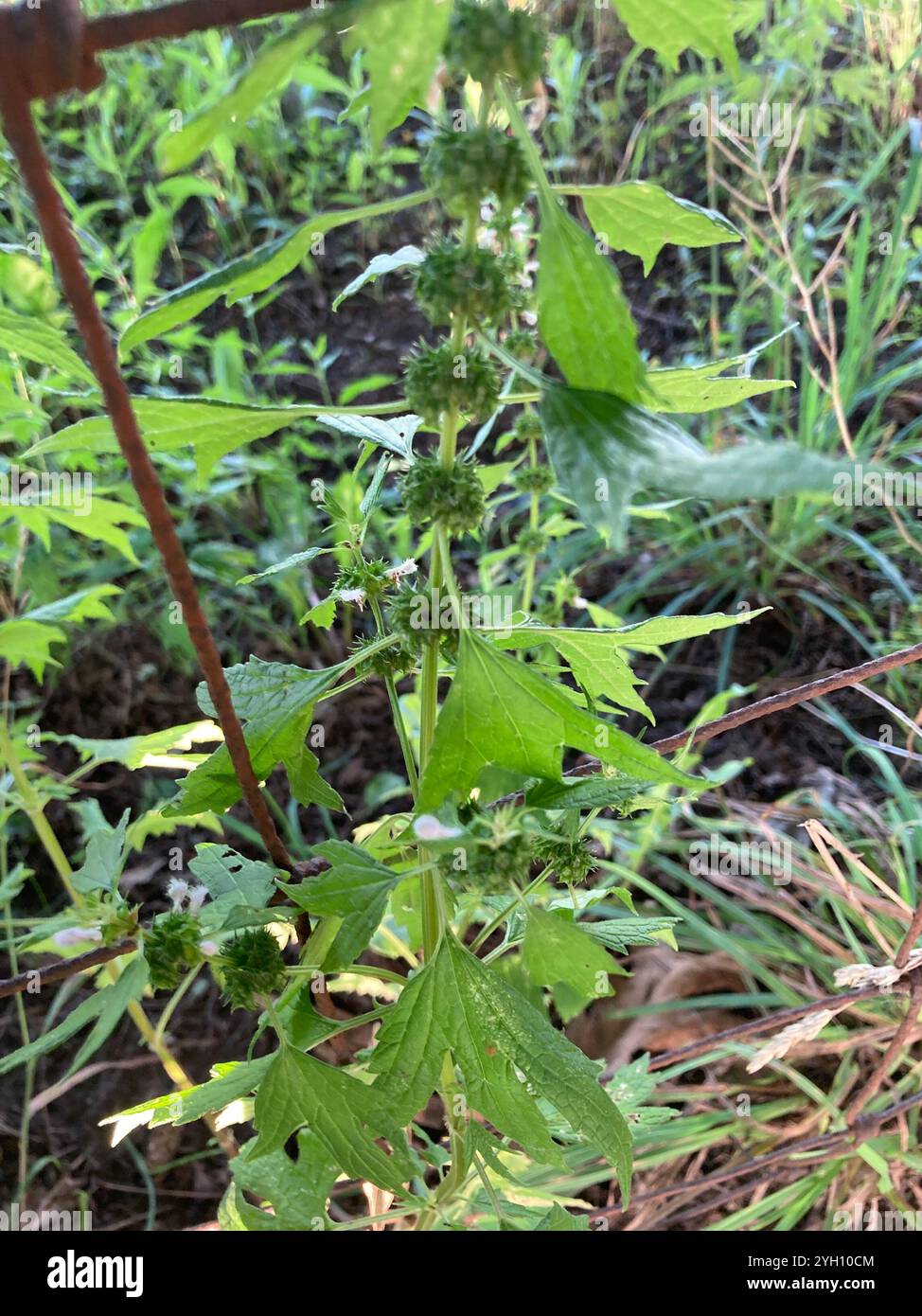 common motherwort (Leonurus cardiaca Stock Photo - Alamy