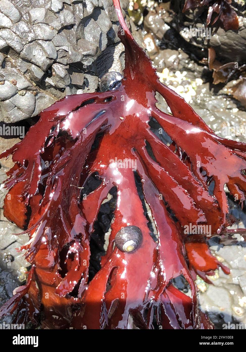 Prionitis hi-res stock photography and images - Alamy