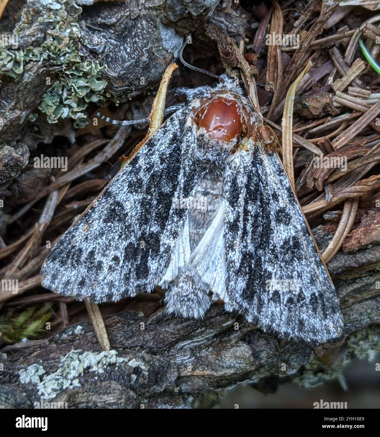 Pacific Dagger (Acronicta perdita Stock Photo - Alamy
