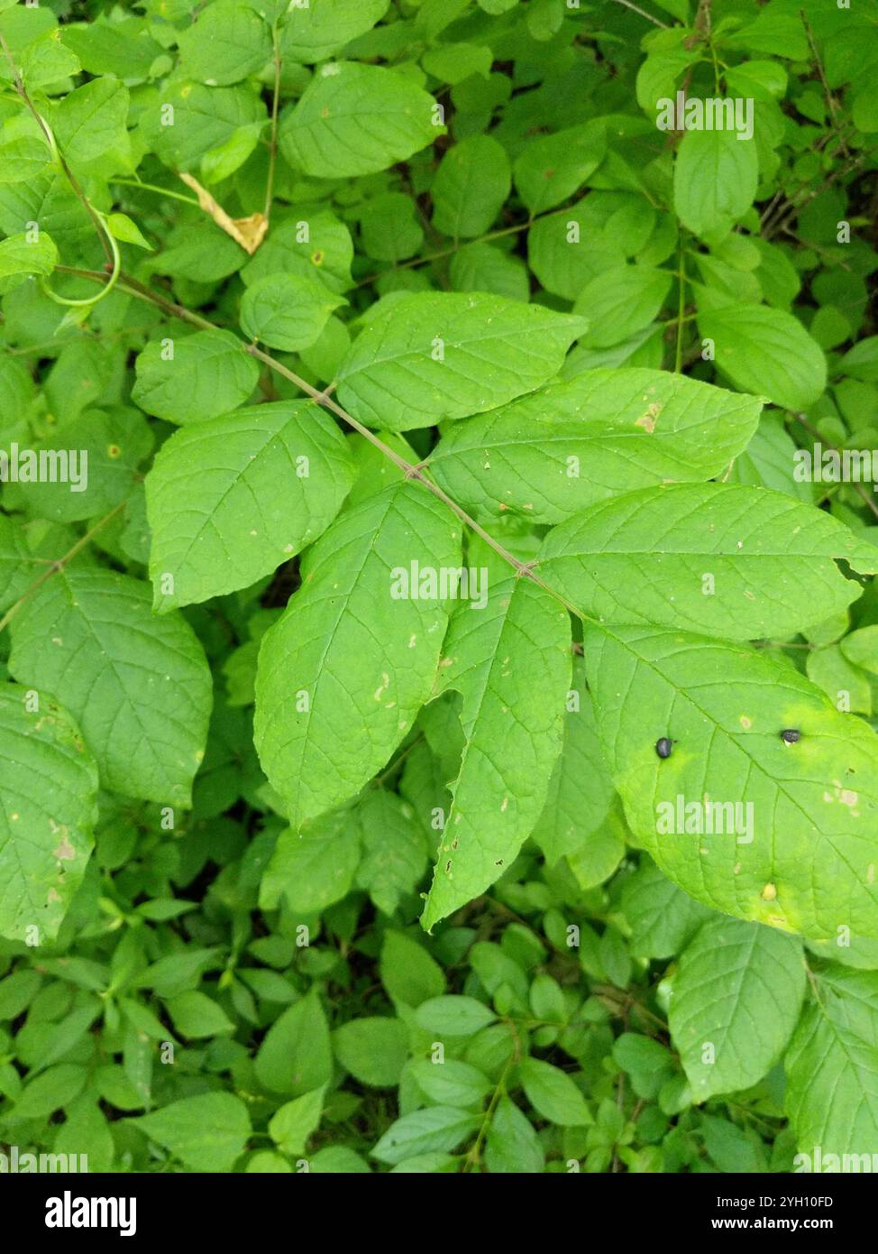 blue ash (Fraxinus quadrangulata Stock Photo - Alamy