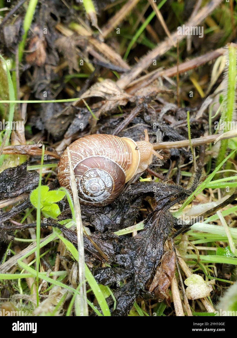Allogona townsendiana hi-res stock photography and images - Alamy