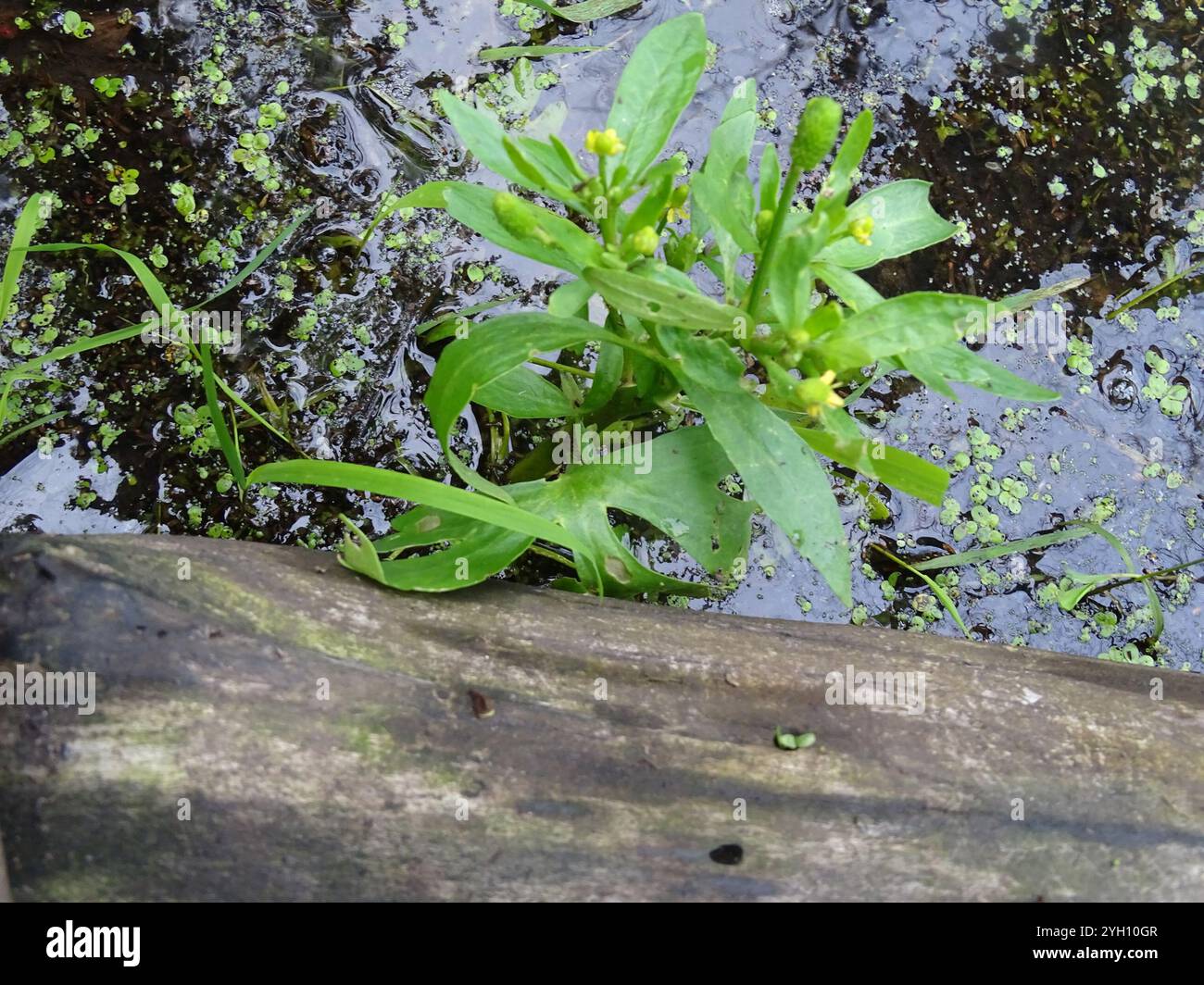 cursed crowfoot (Ranunculus sceleratus Stock Photo - Alamy