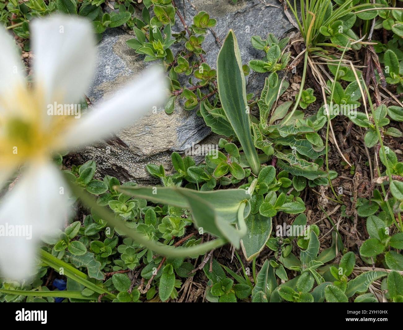 Amplexicaule Buttercup (Ranunculus amplexicaulis Stock Photo - Alamy
