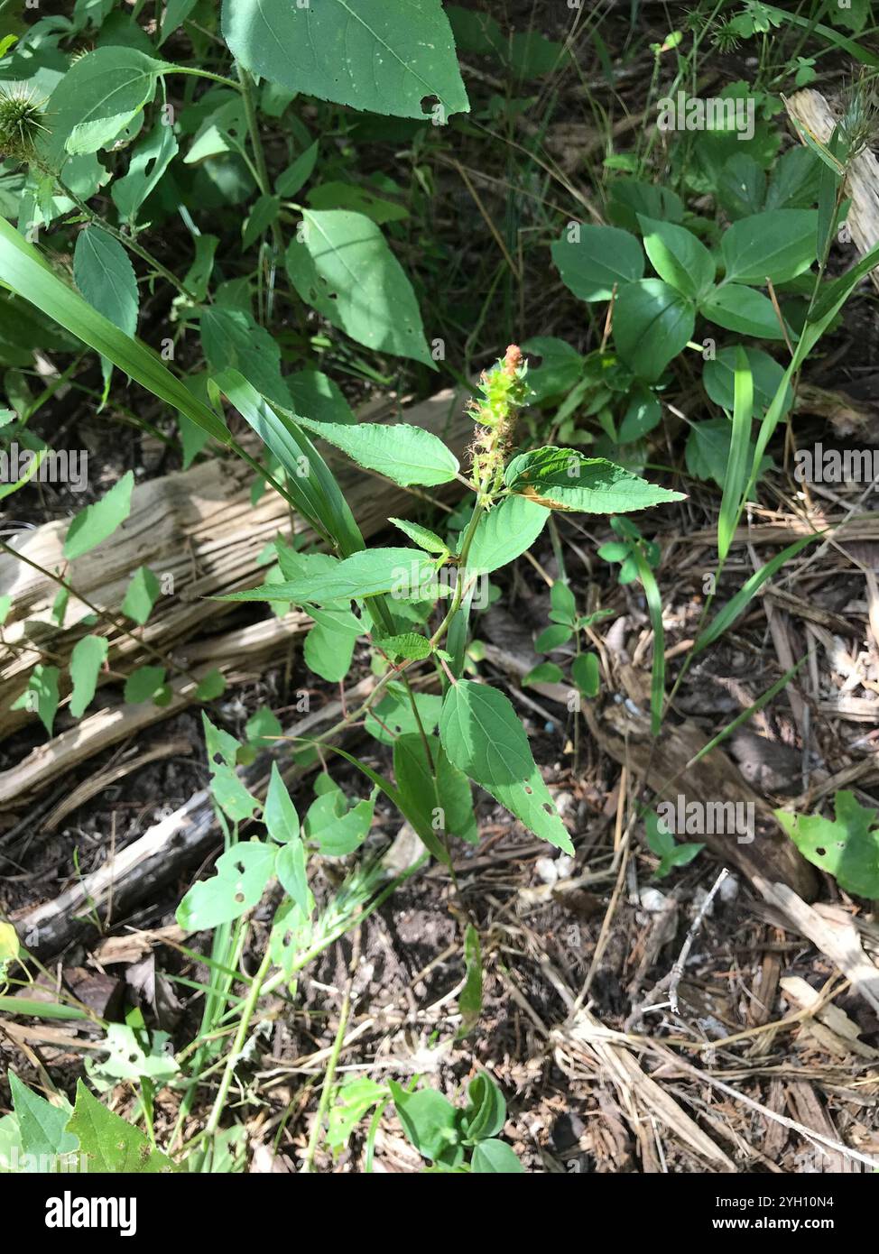 shrubby copperleaf (Acalypha phleoides Stock Photo - Alamy