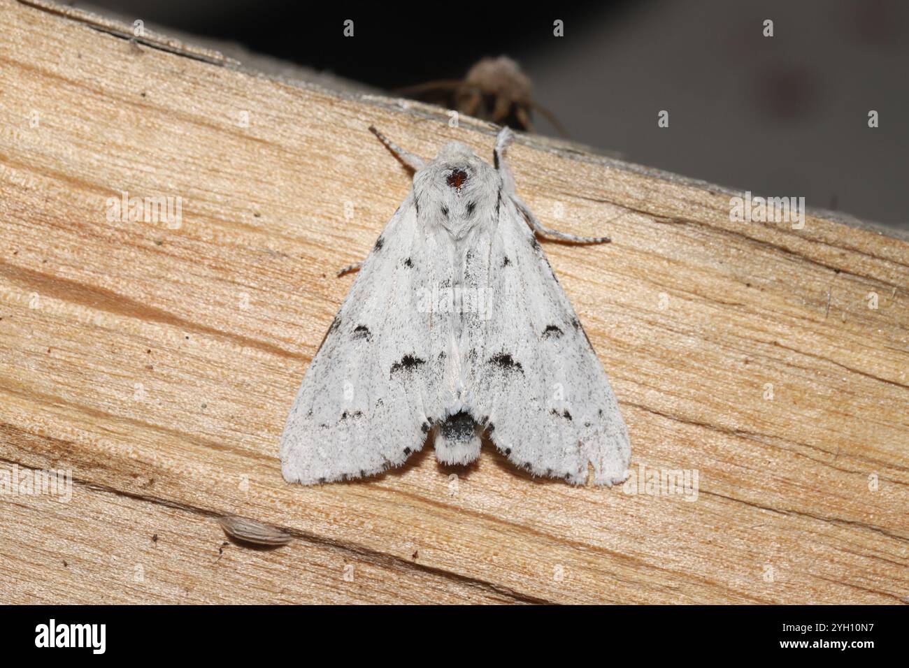 Dagger Moths (Acronicta Stock Photo - Alamy