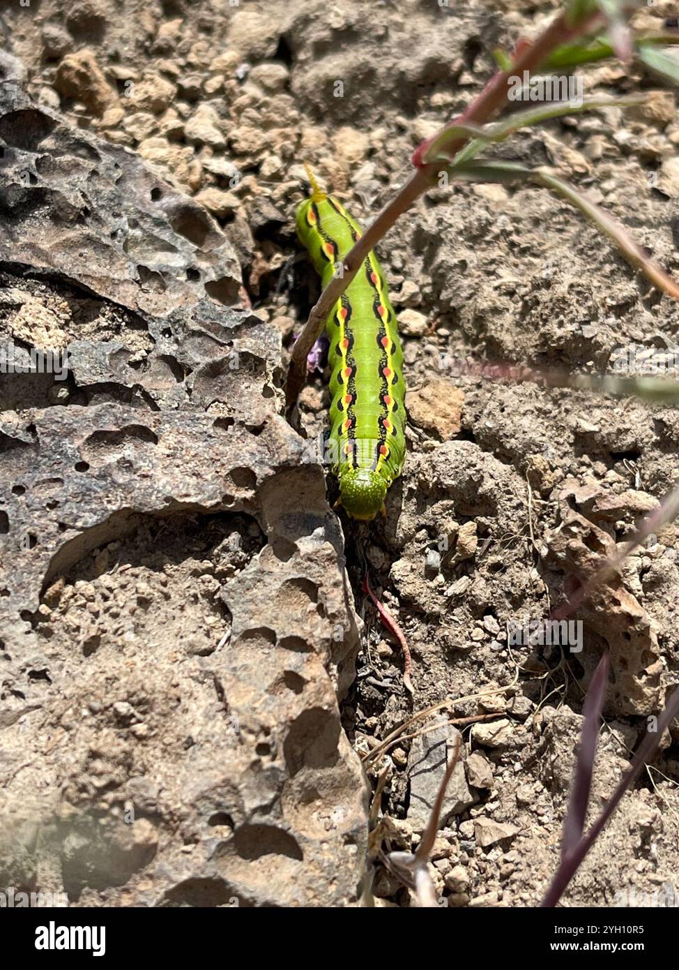 White-lined Sphinx (Hyles lineata Stock Photo - Alamy