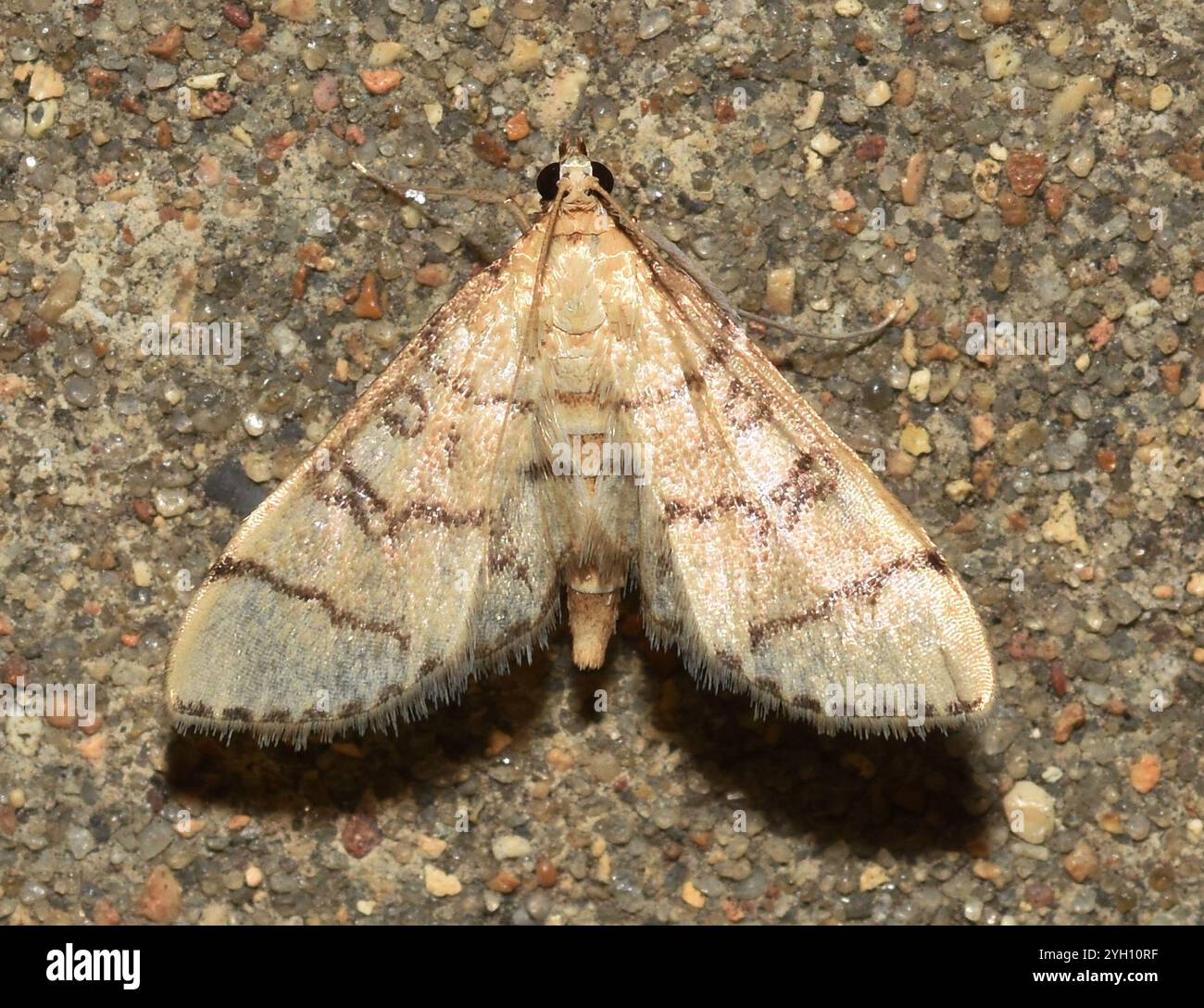 Hollow-spotted Blepharomastix Moth (Blepharomastix ranalis Stock Photo - Alamy