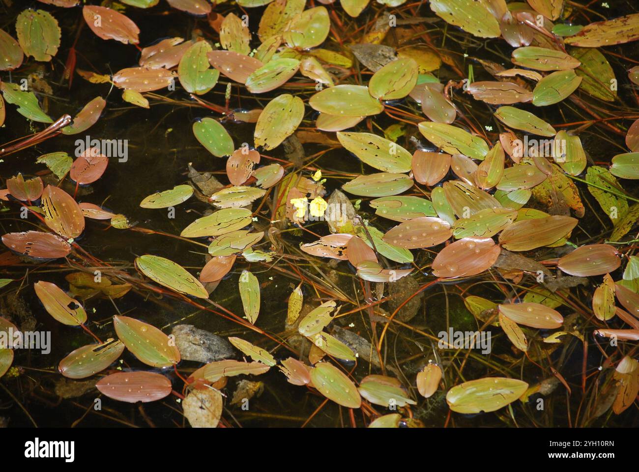 floating-leaved pondweed (Potamogeton natans Stock Photo - Alamy
