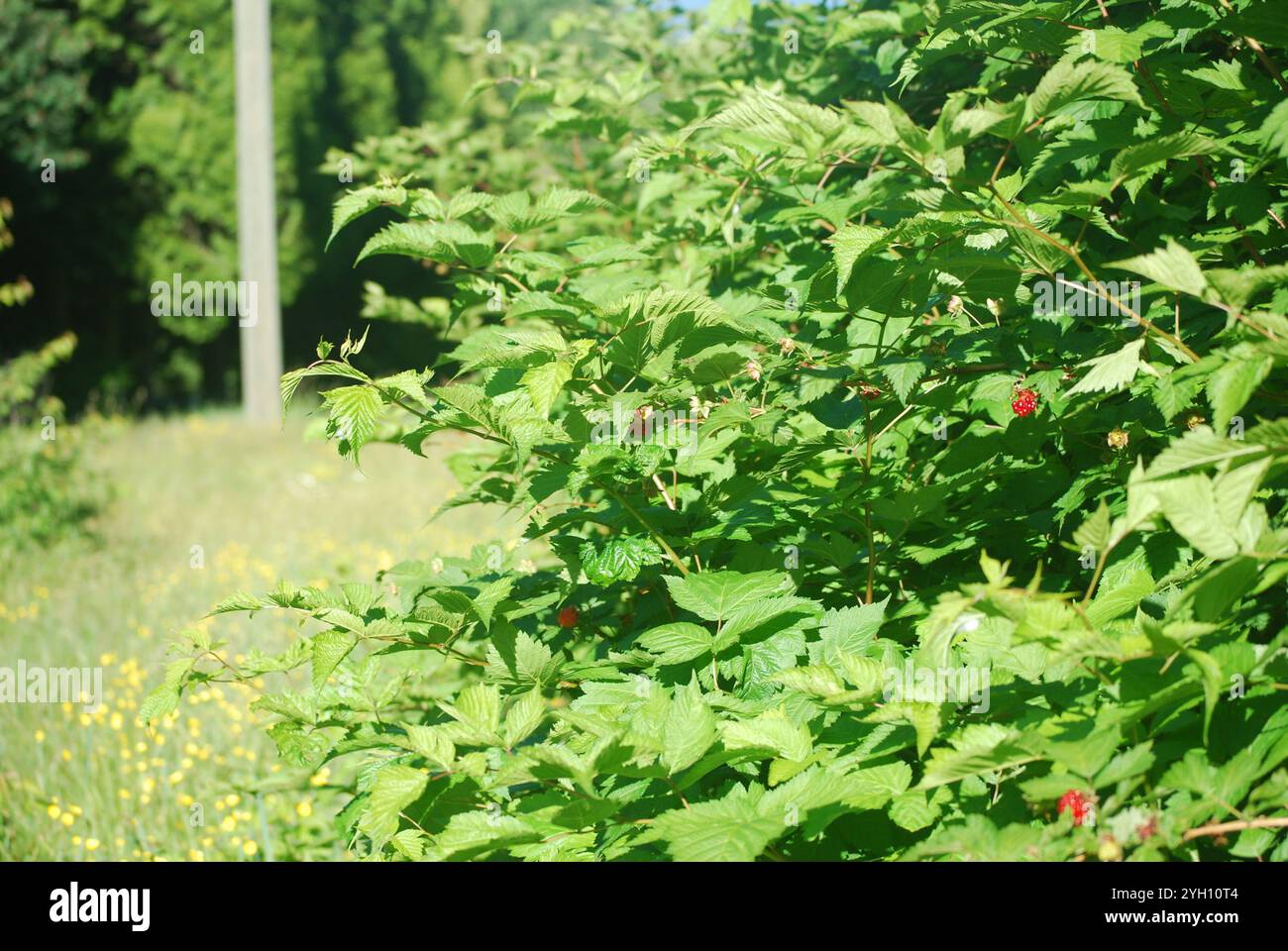 Salmonberry (Rubus spectabilis Stock Photo - Alamy