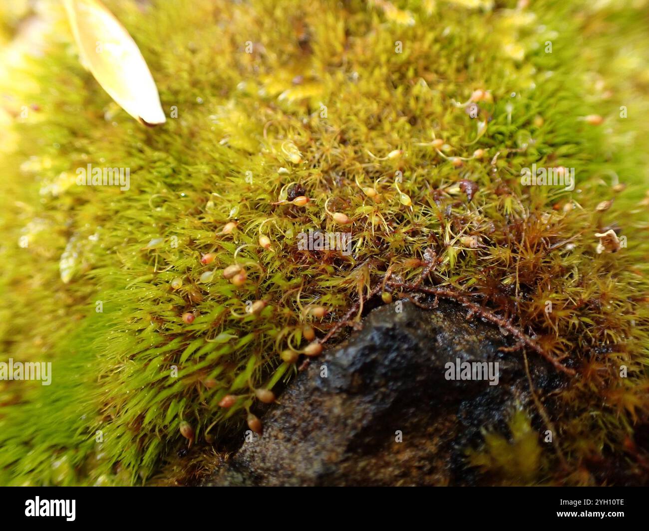 Sharp-leaved Blindia (Blindia acuta Stock Photo - Alamy