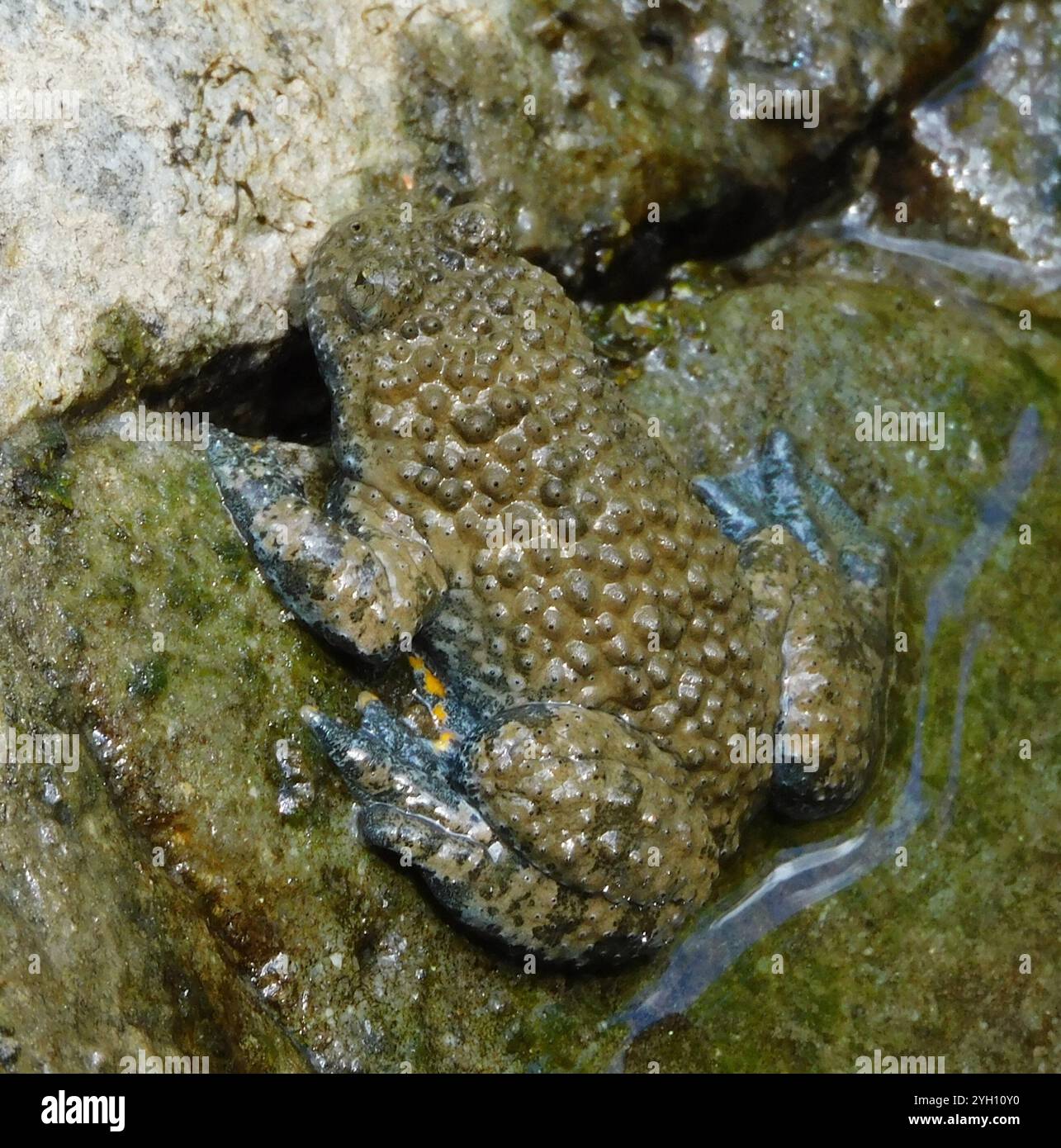 Apennine Yellow-bellied Toad (Bombina variegata pachypus Stock Photo ...