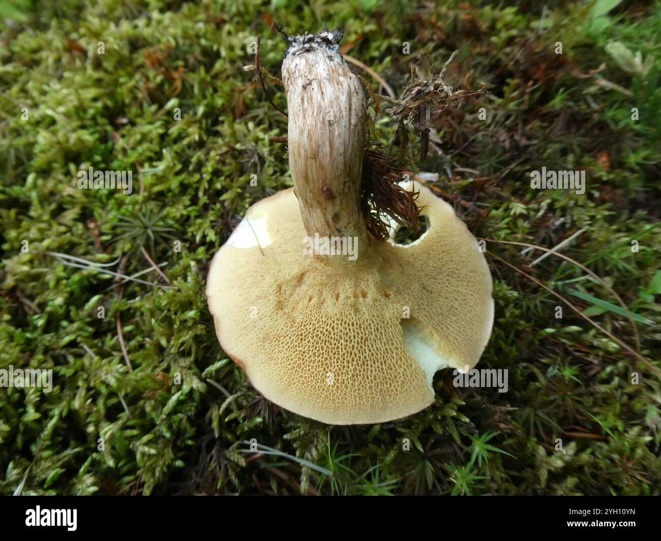 Butterball (Suillus weaverae Stock Photo - Alamy