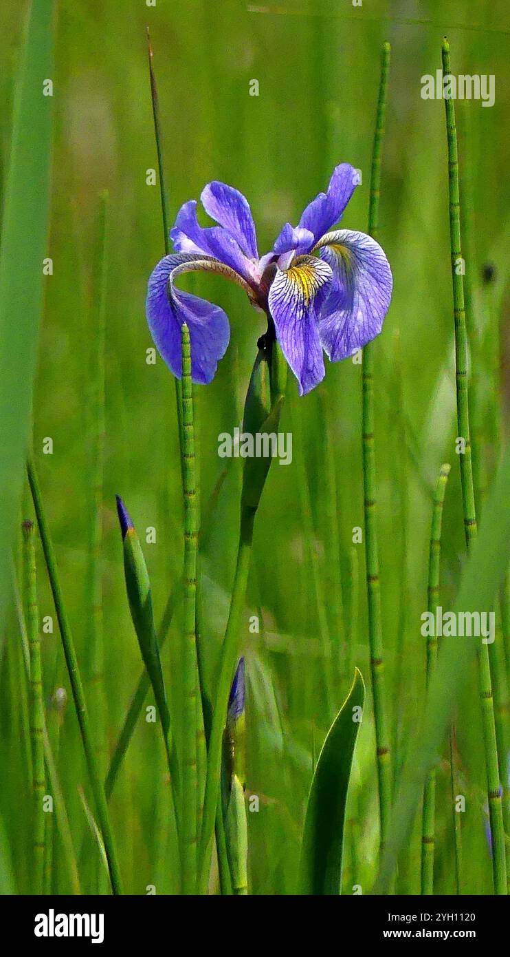 northern blue flag (Iris versicolor Stock Photo - Alamy