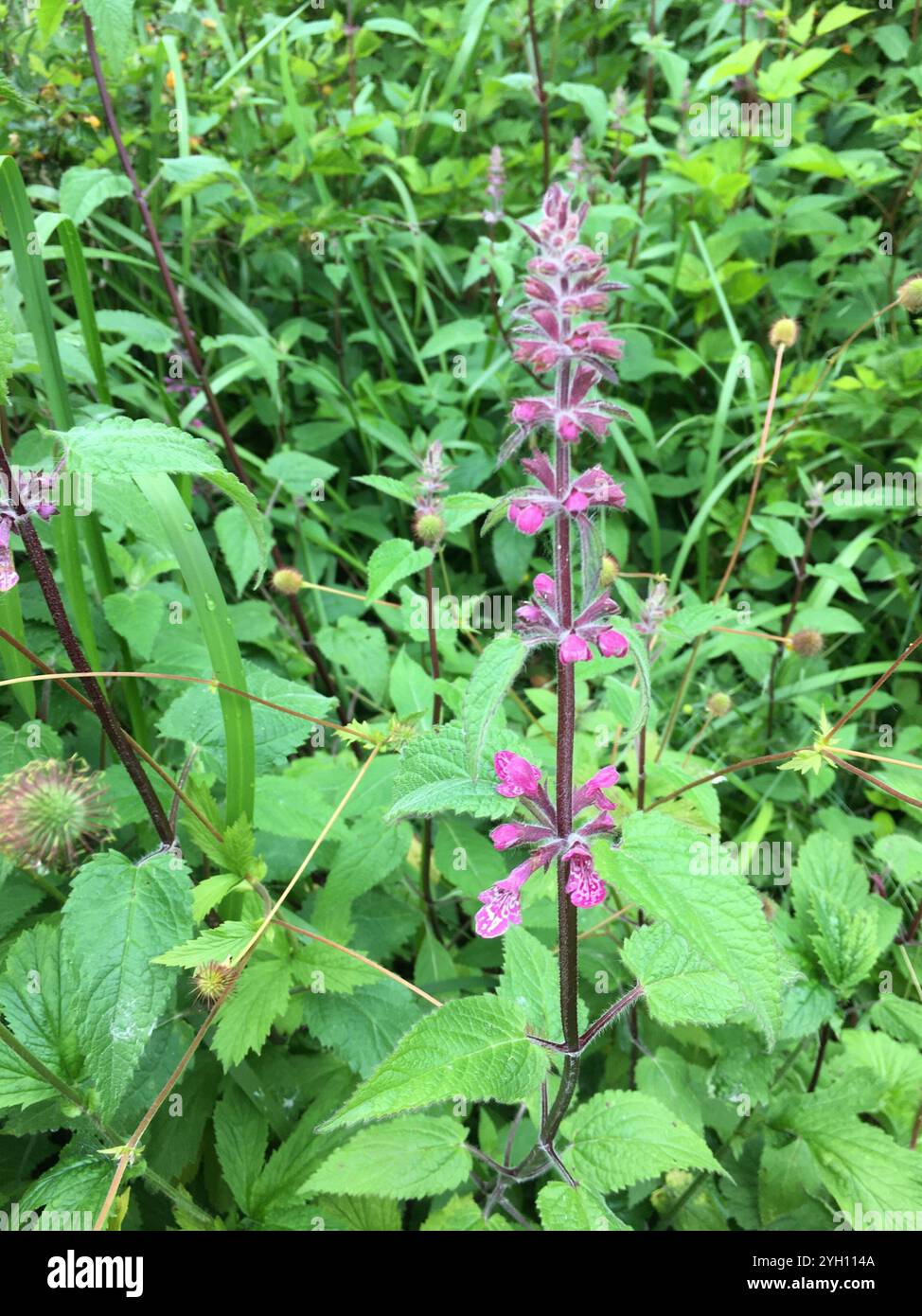 Coastal hedge nettle hi-res stock photography and images - Alamy