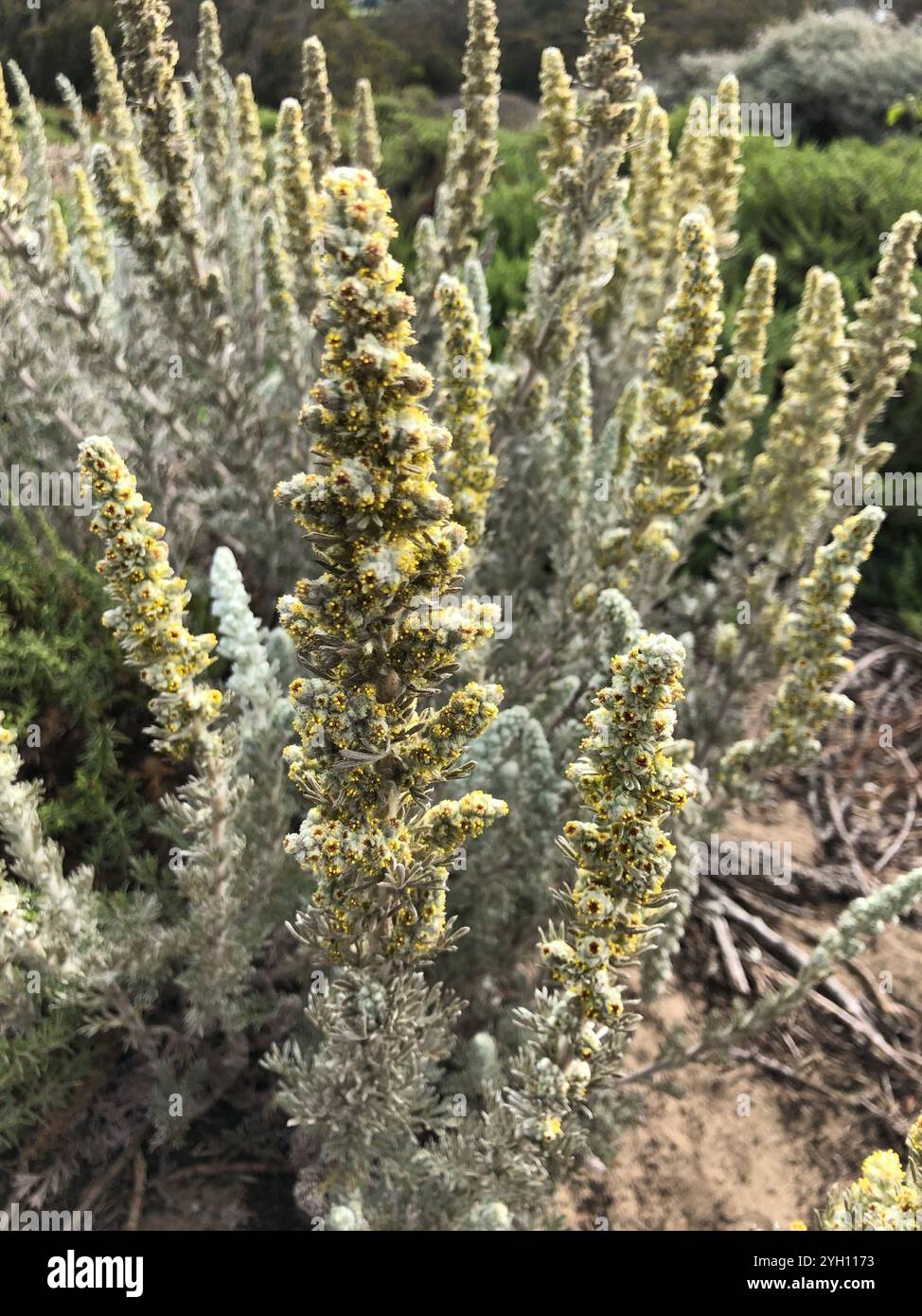 coastal sagewort (Artemisia pycnocephala Stock Photo - Alamy