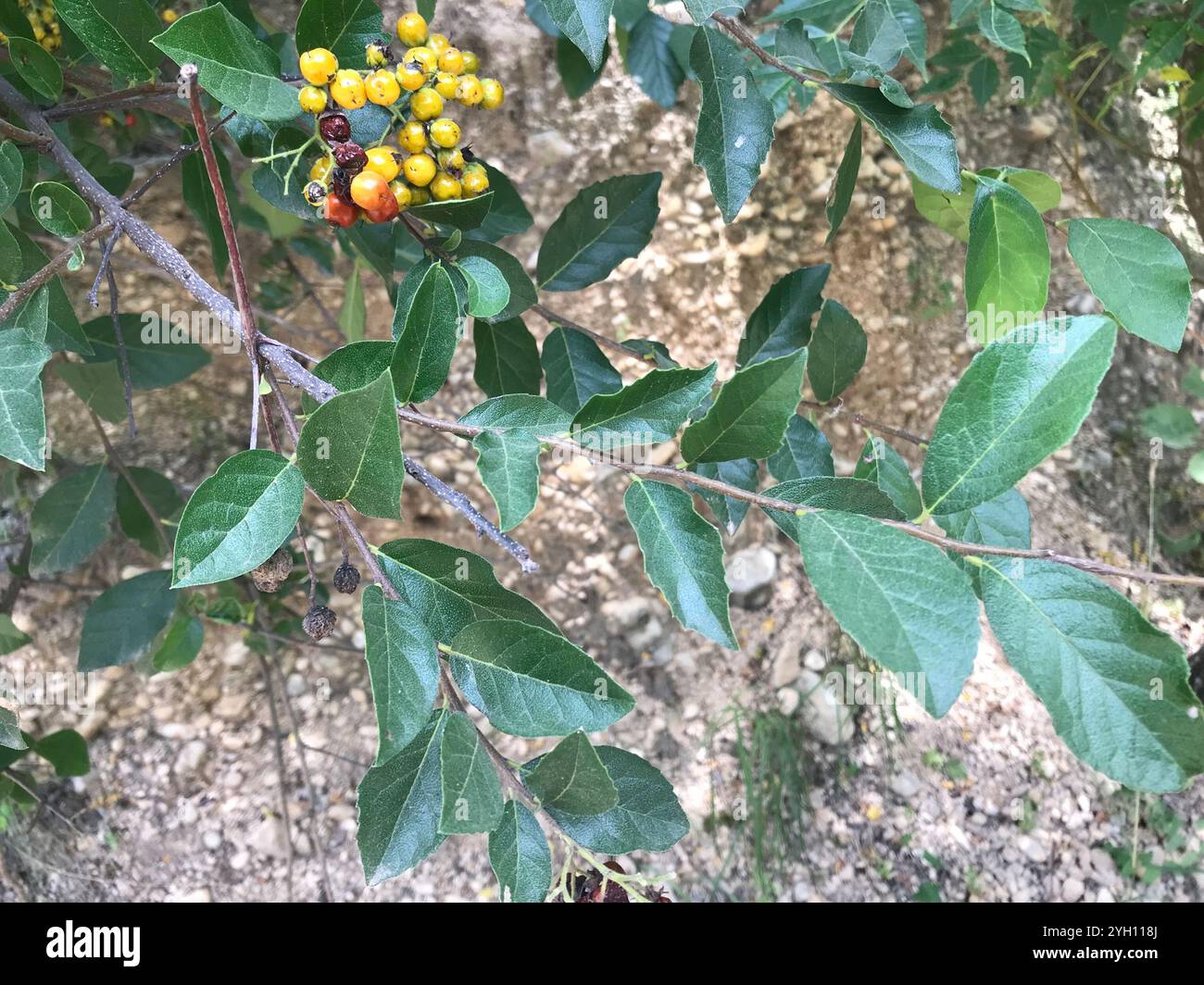 Anacua (Ehretia anacua Stock Photo - Alamy