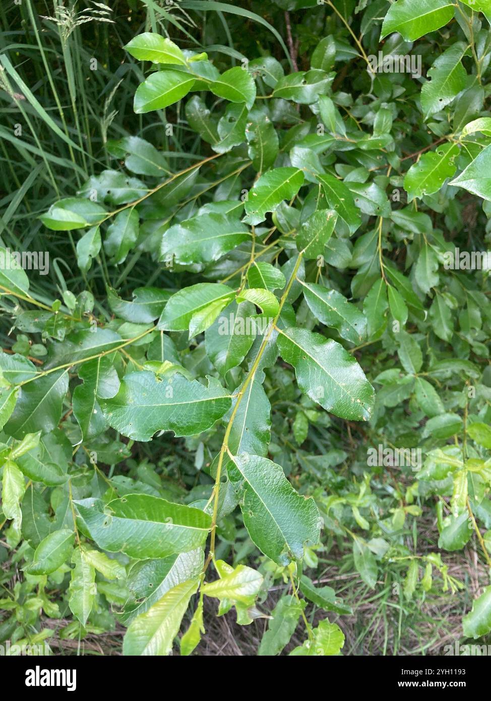 Tea-leaved Willow (Salix phylicifolia Stock Photo - Alamy
