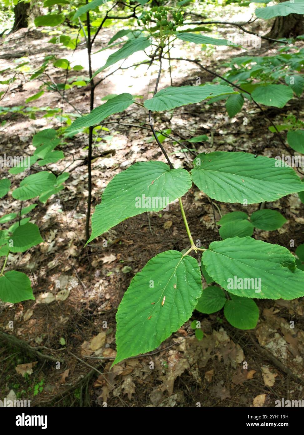 hobblebush (Viburnum lantanoides Stock Photo - Alamy