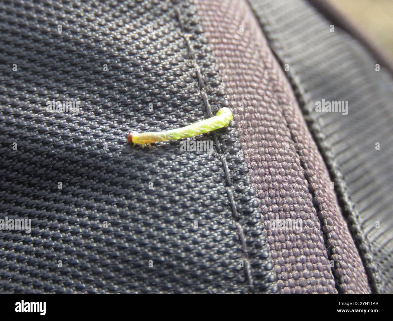 Geometer Moths (Geometridae Stock Photo - Alamy