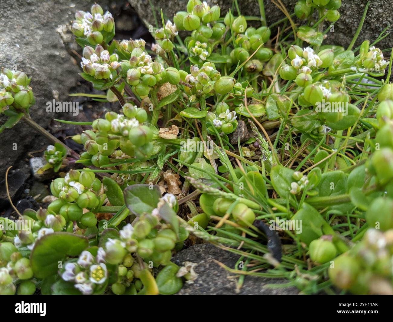 Scurvy grass (Cochlearia officinalis Stock Photo - Alamy