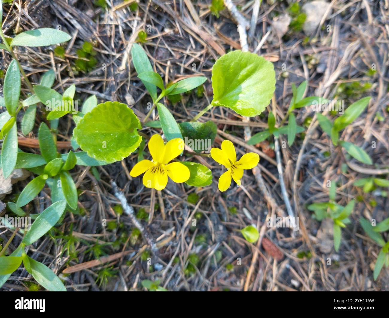 western roundleaf violet (Viola orbiculata Stock Photo - Alamy