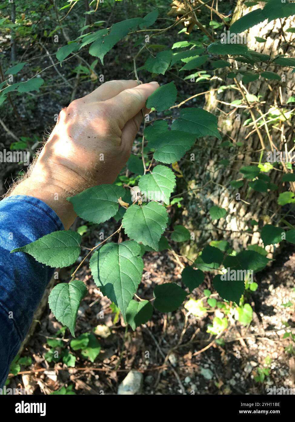 Texas mulberry (Morus microphylla Stock Photo - Alamy