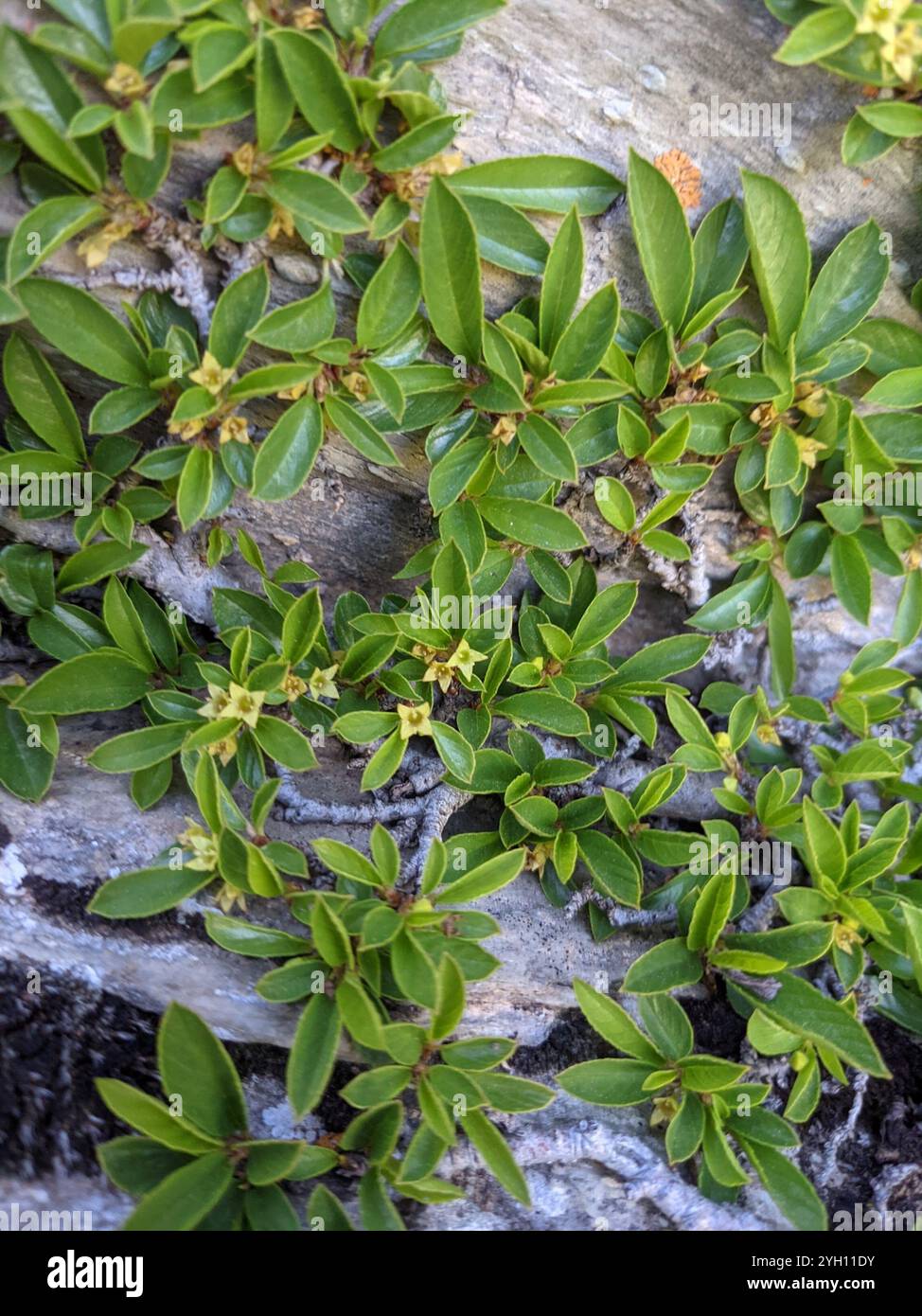 Dwarf Buckthorn (Rhamnus pumila Stock Photo - Alamy