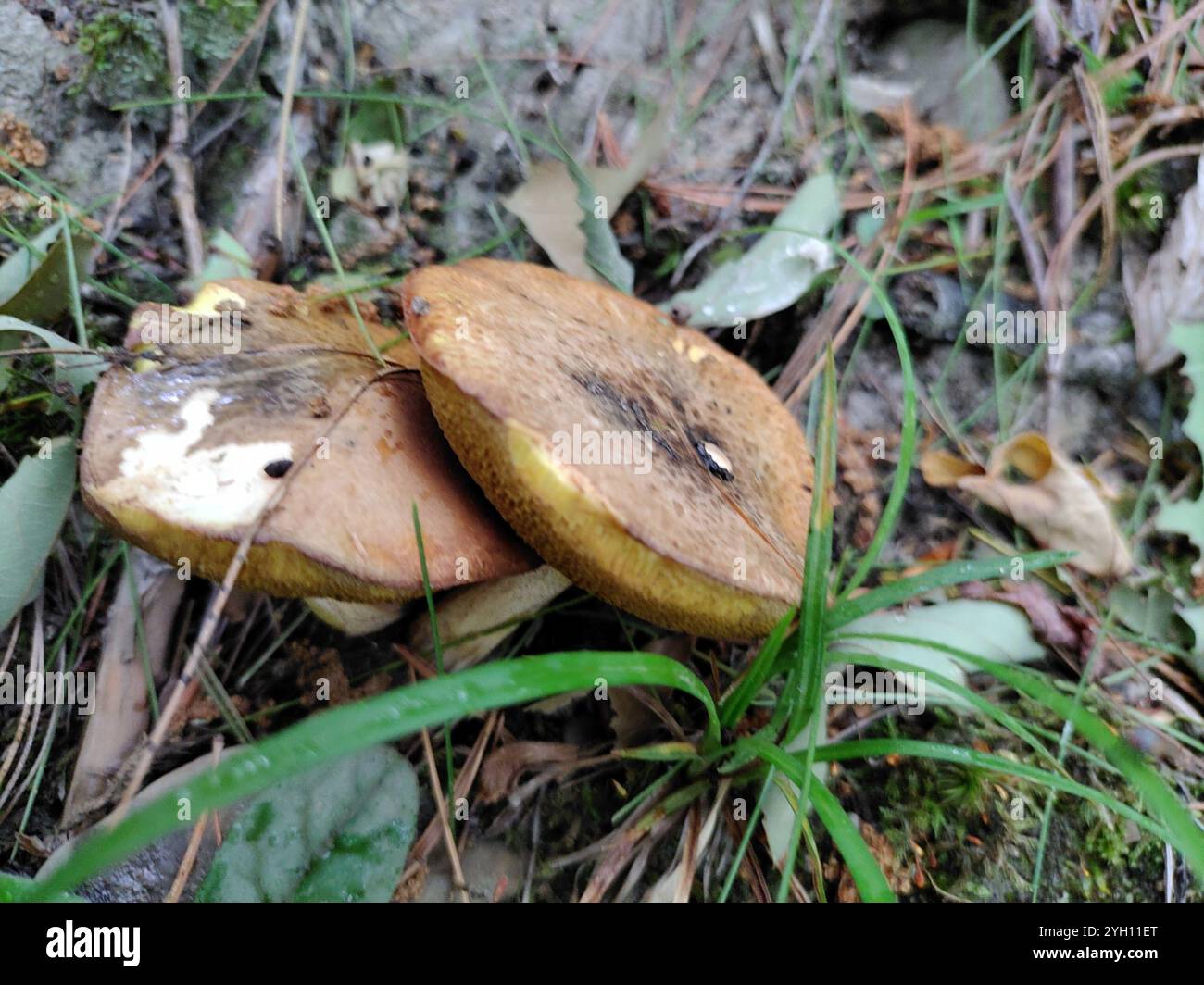 Butterball (Suillus weaverae Stock Photo - Alamy