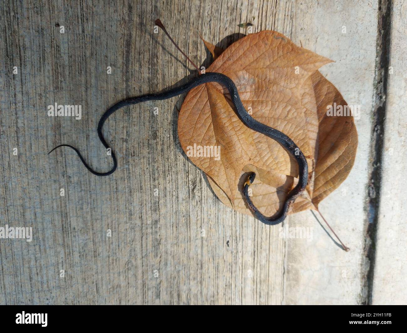 Ninia diademata hi-res stock photography and images - Alamy
