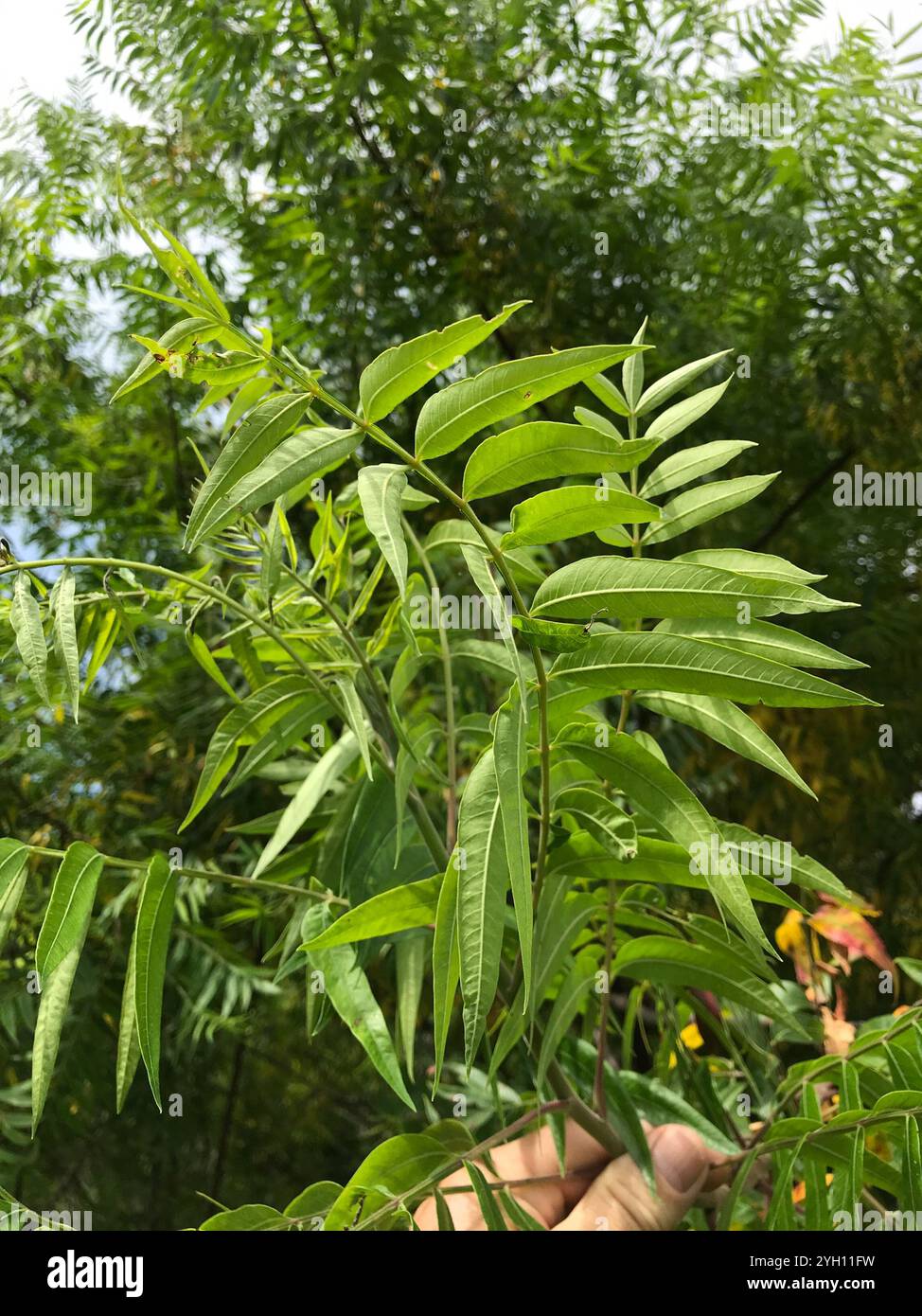 Prairie flameleaf sumac (Rhus lanceolata Stock Photo - Alamy