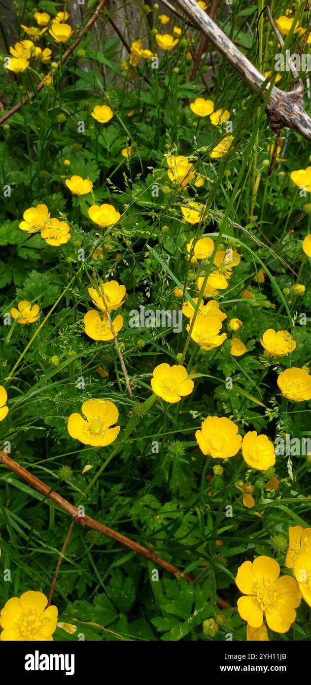 Creeping buttercup (Ranunculus repens Stock Photo - Alamy
