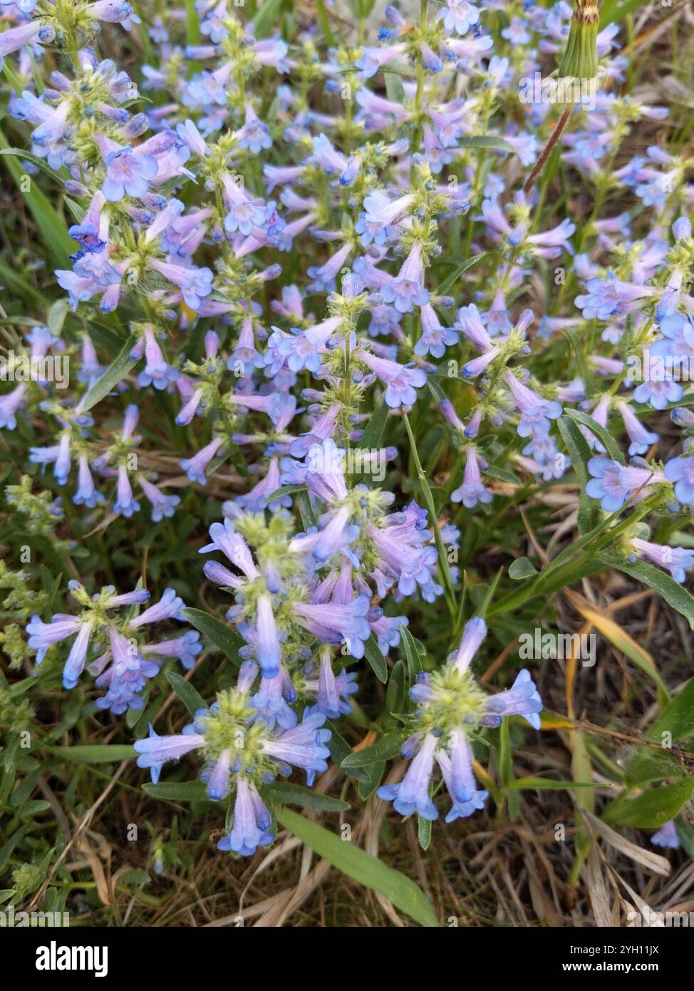 Front Range Beardtongue (Penstemon virens Stock Photo - Alamy