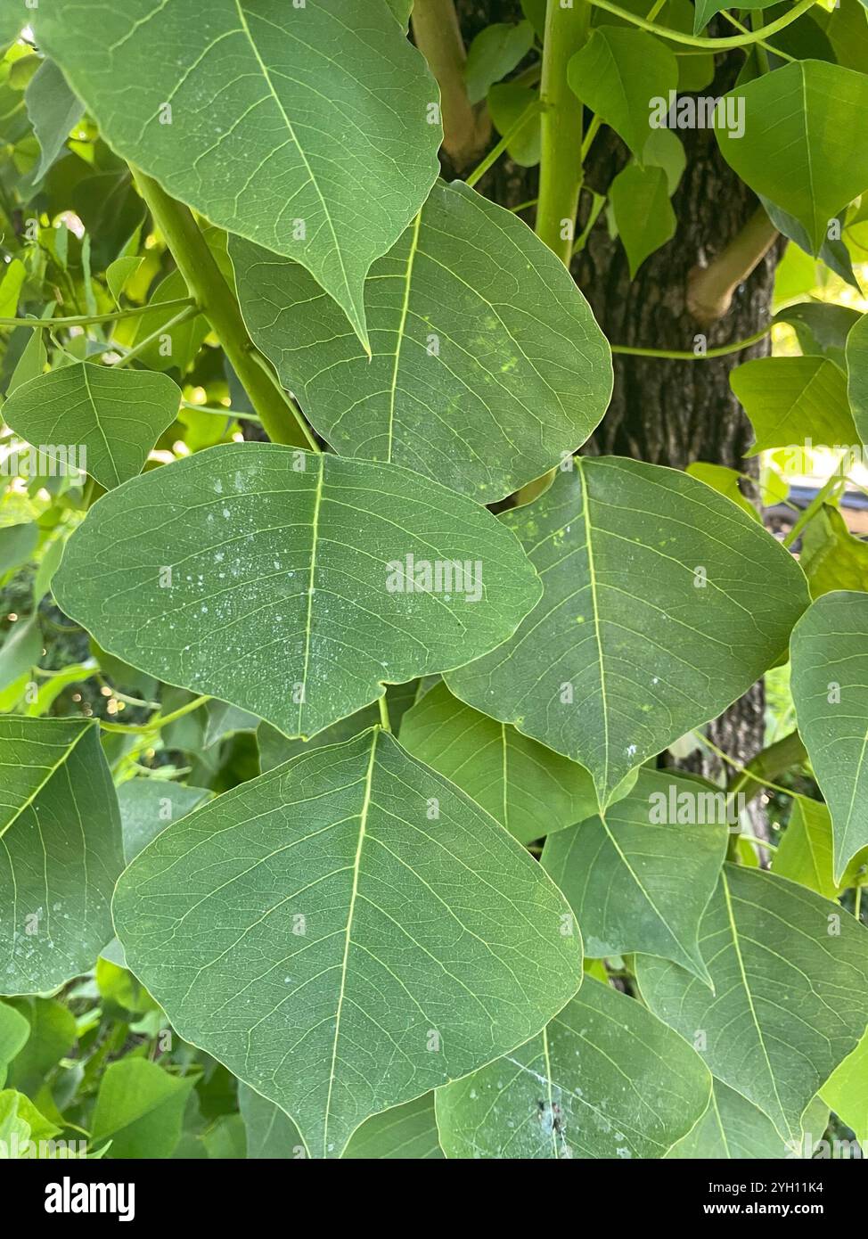 Chinese Tallow (Triadica sebifera Stock Photo - Alamy