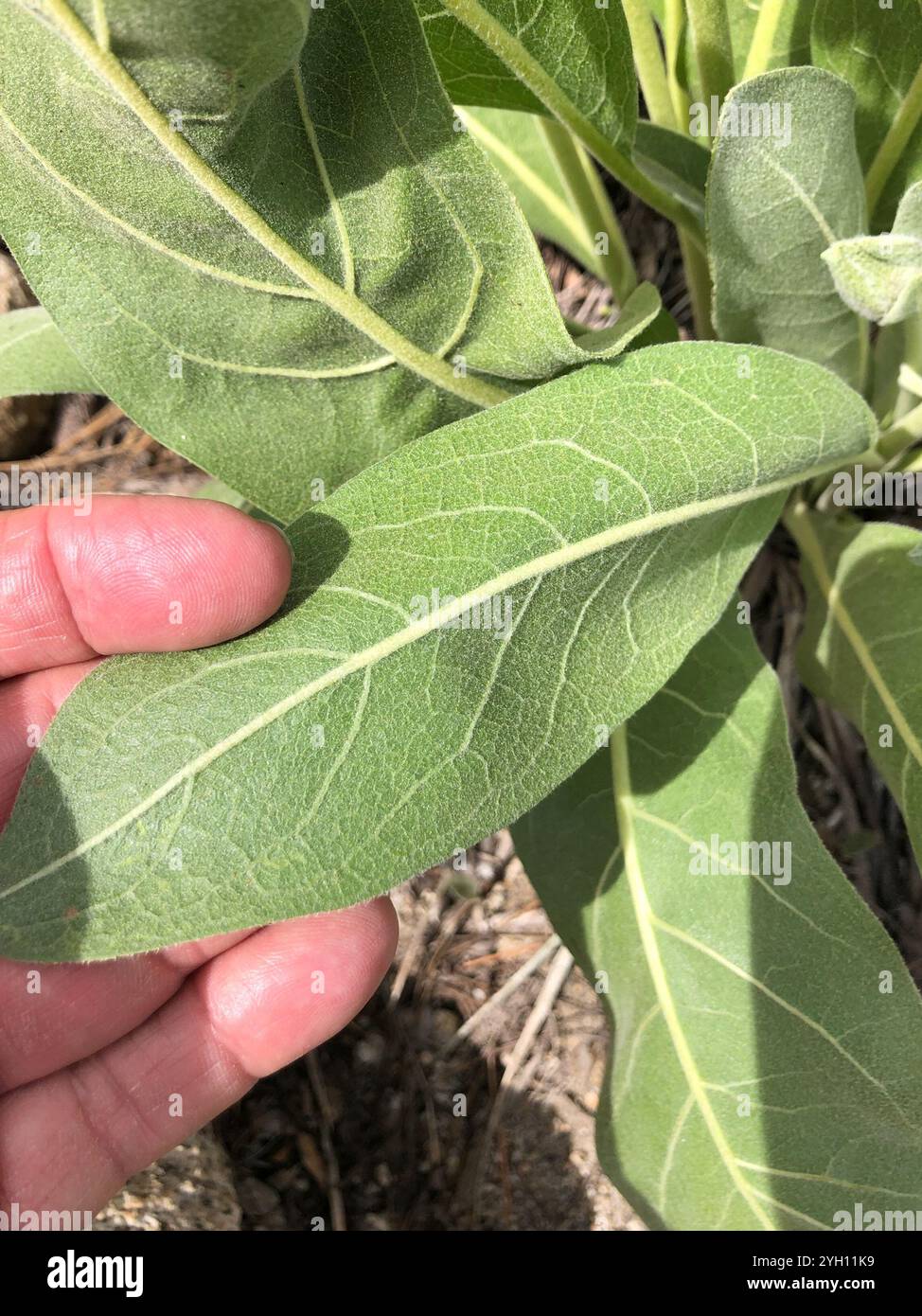 Woolly wyethia hi-res stock photography and images - Alamy