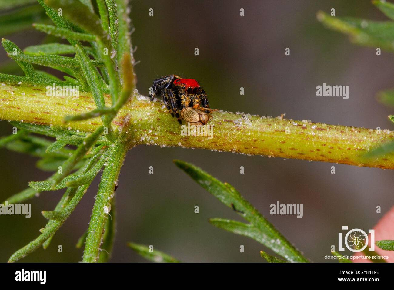 Apache Jumping Spider (Phidippus apacheanus Stock Photo - Alamy