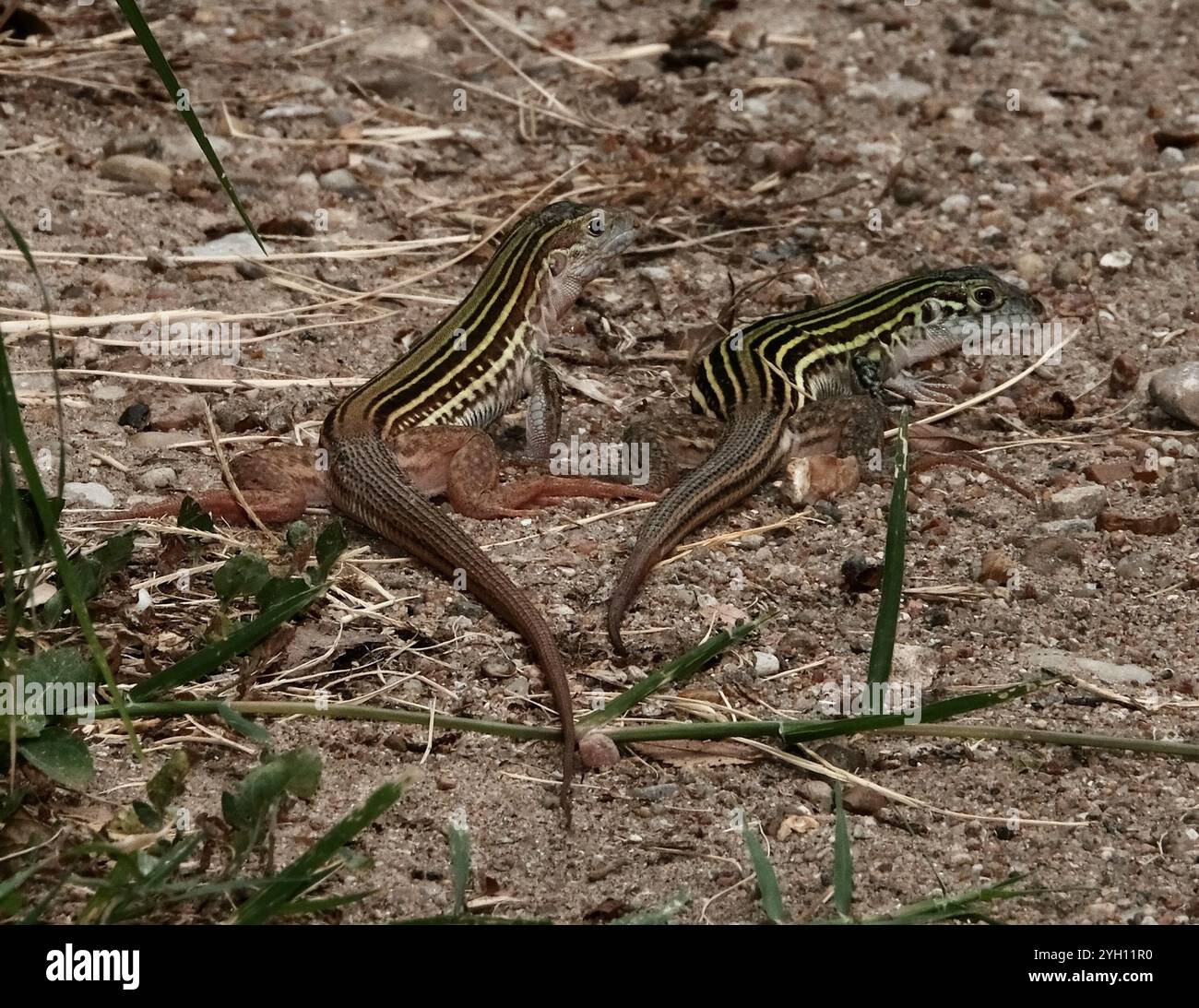 Common Spotted Whiptail (Aspidoscelis gularis Stock Photo - Alamy