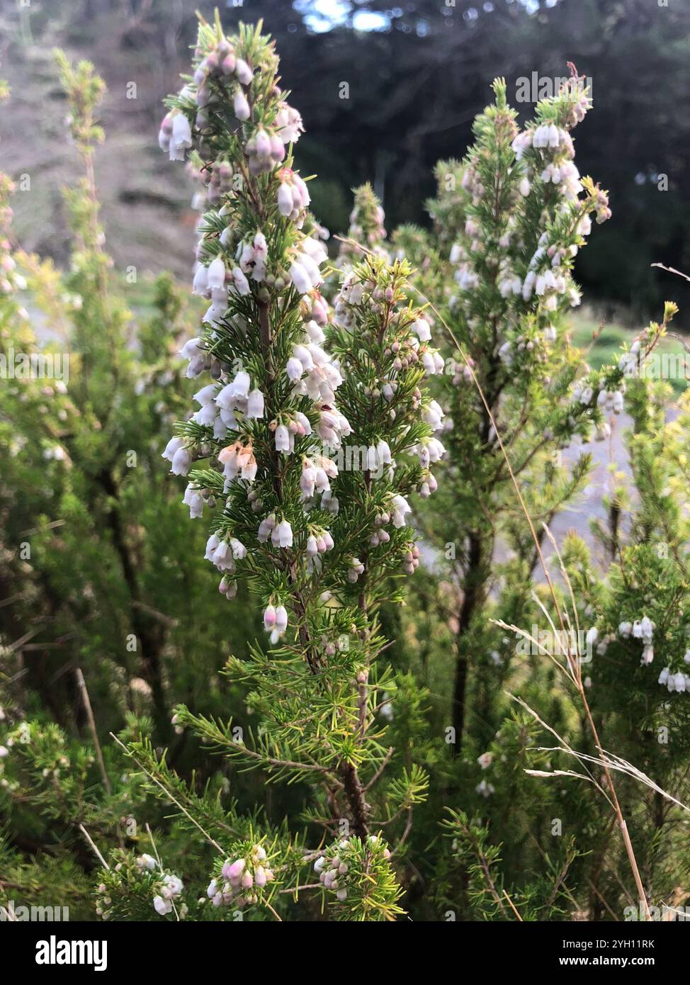 Portuguese Heath (Erica lusitanica Stock Photo - Alamy