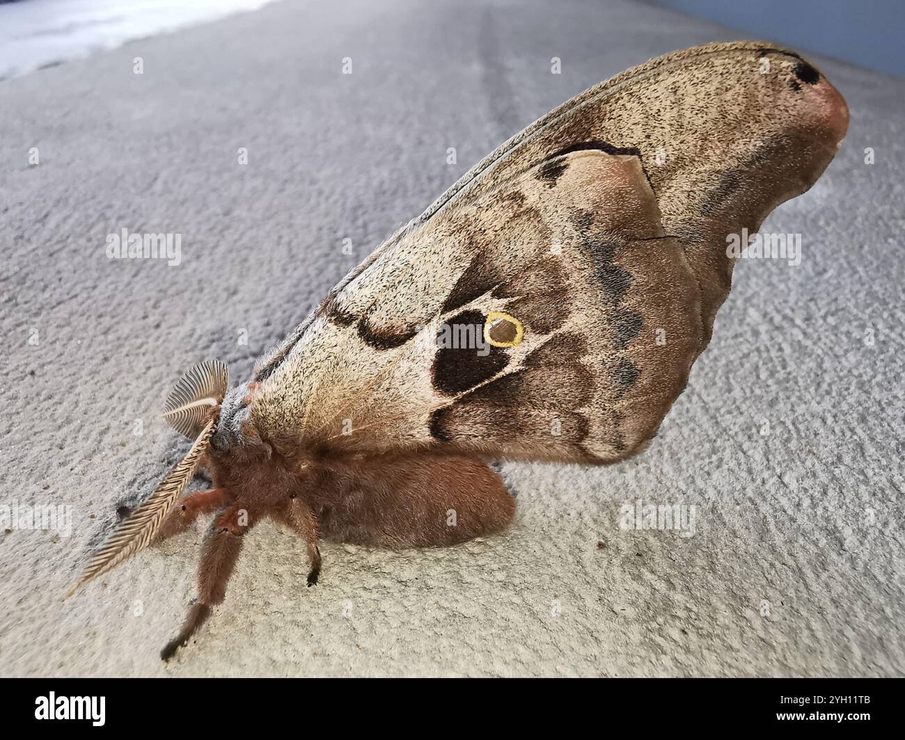 Polyphemus Moth (Antheraea polyphemus Stock Photo - Alamy